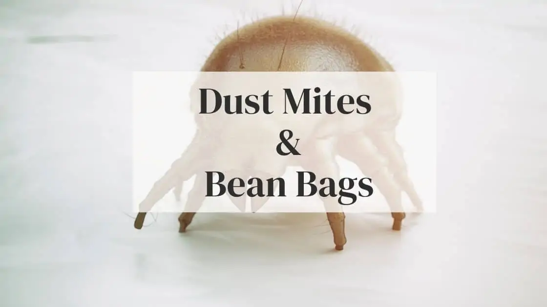 Bean Bags and Dust Mites – Everything You Need to Know – Bean Bags Expert